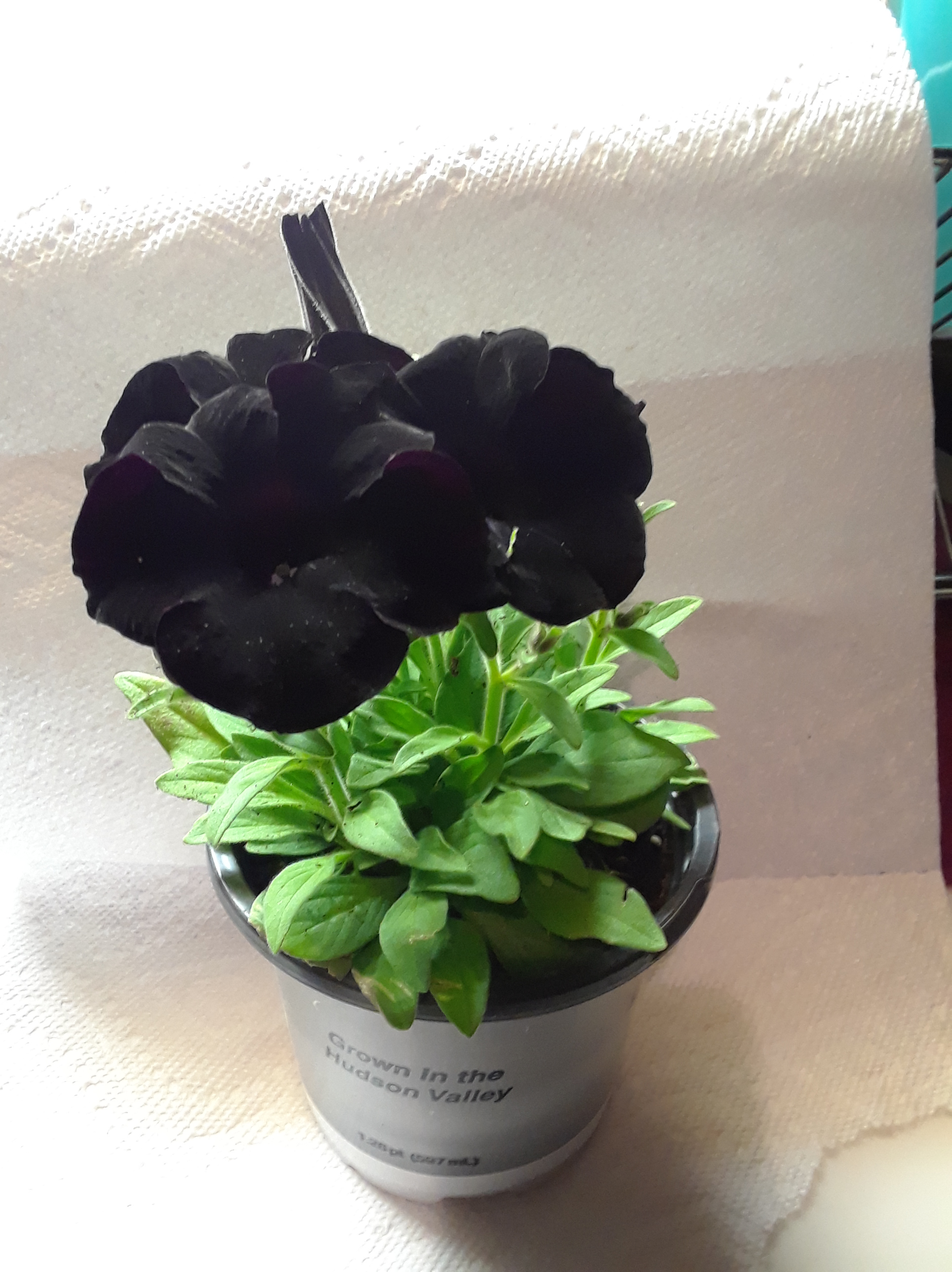 My God, WHAT IS HAPPENING???!!!! (also, bee pollen man story) – The ...